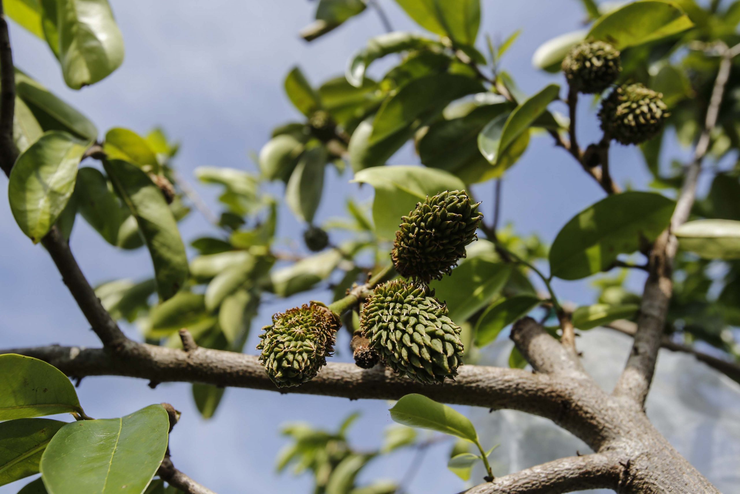 Natural Products – Sepri Natural E-Commerce Store