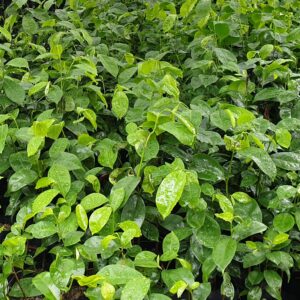 Natural Products – Sepri Natural E-Commerce Store